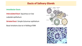 Salivary glands | PPT