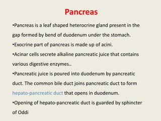Digestive Glands | PPTX