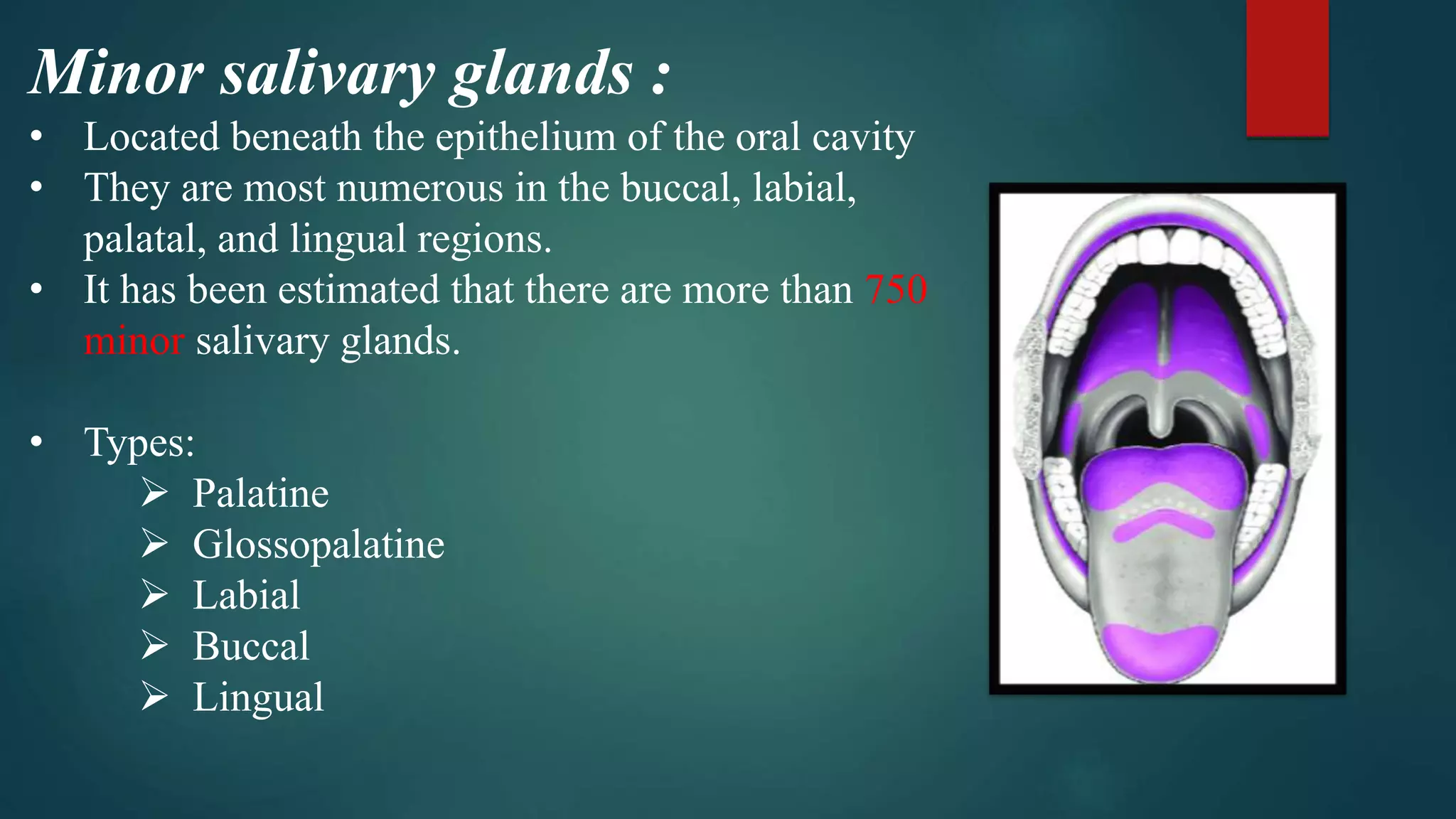 Saliva & Salivary glands A Prosthodontics Perspective | PPTX