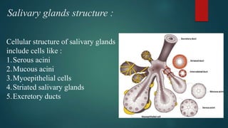 Saliva & Salivary glands A Prosthodontics Perspective | PPTX
