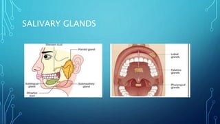 salivary glands.pptx