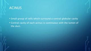 salivary glands.pptx