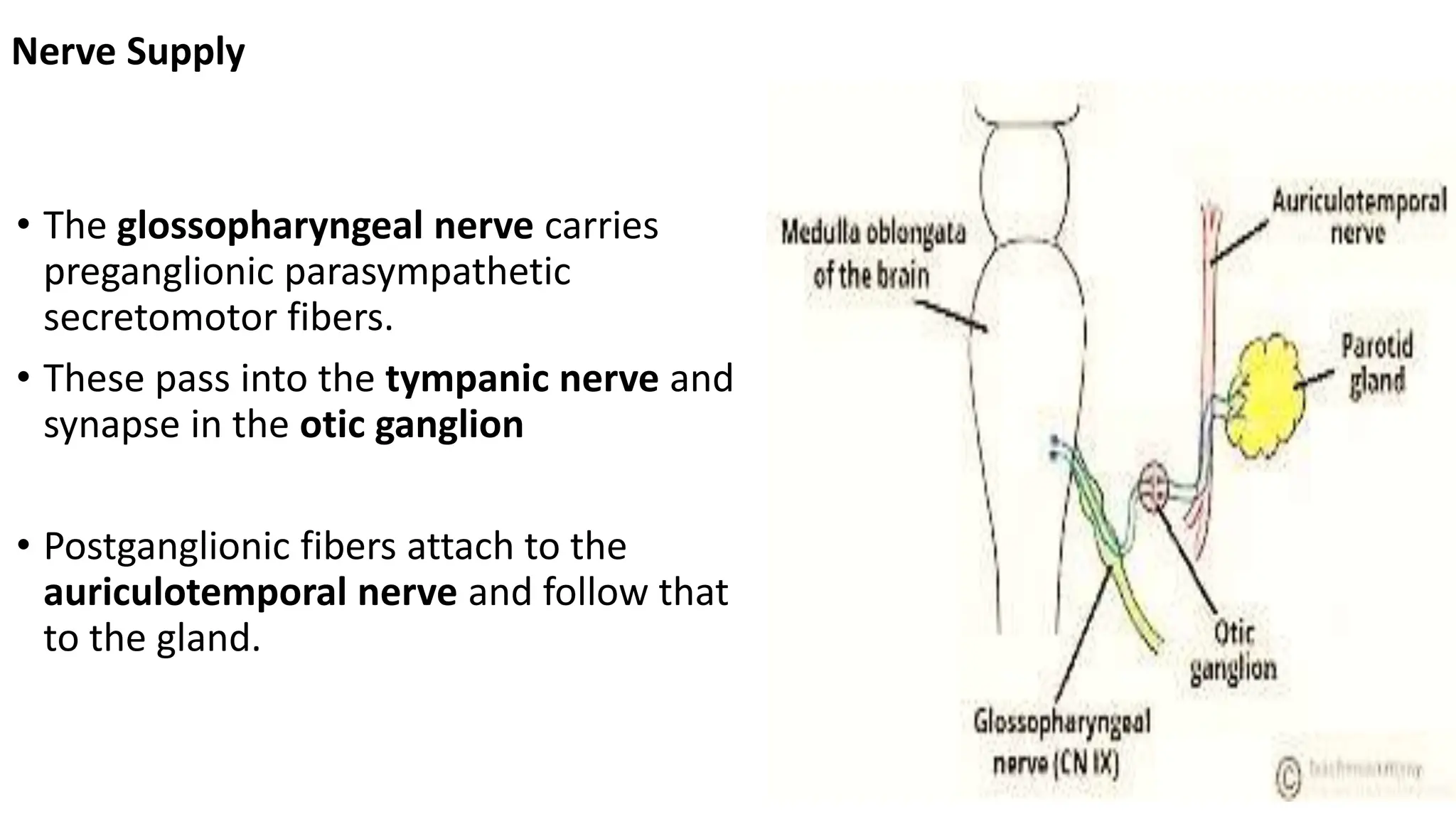 anatomy of the human Salivary Glands.pptx
