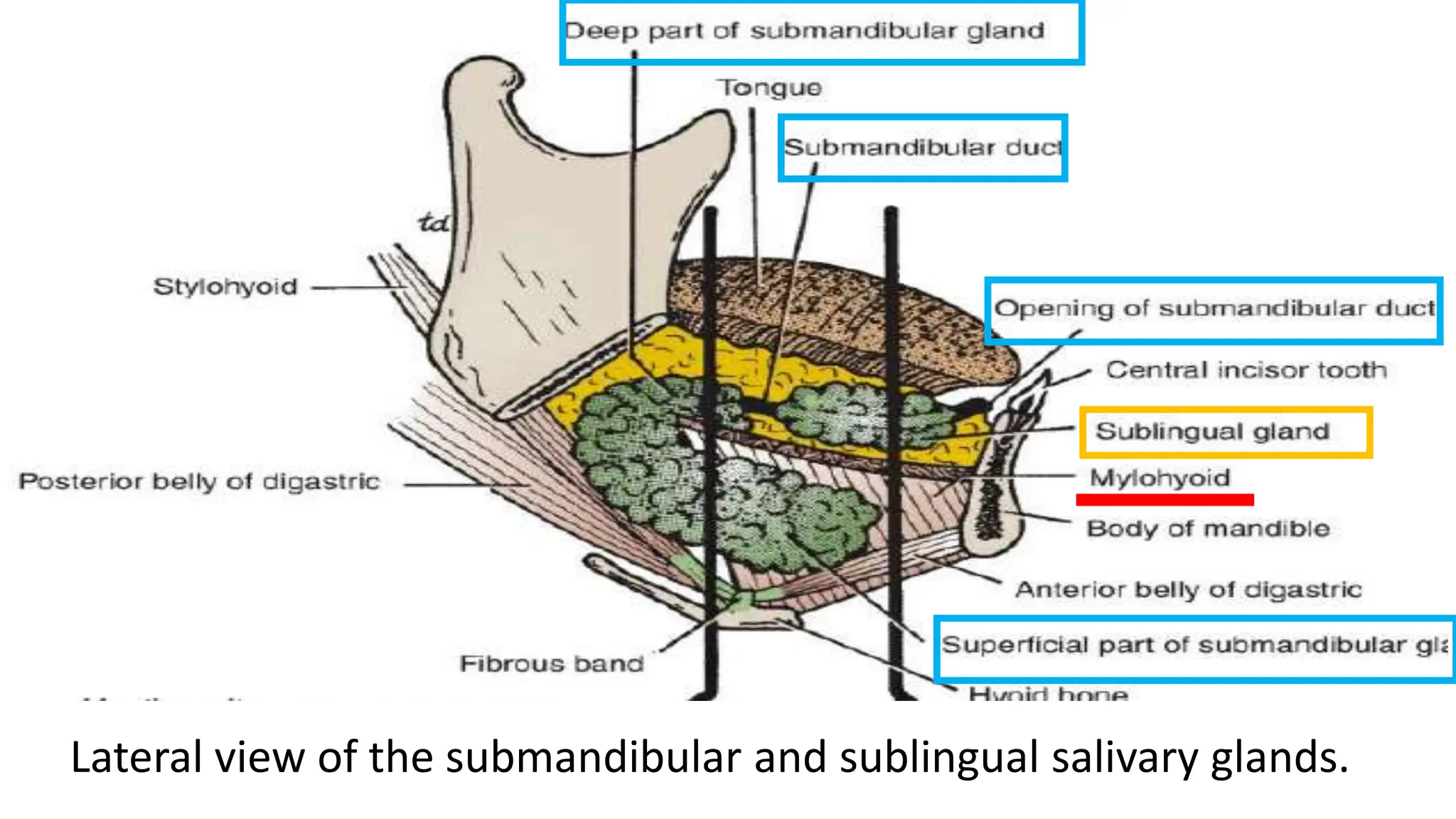 anatomy of the human Salivary Glands.pptx