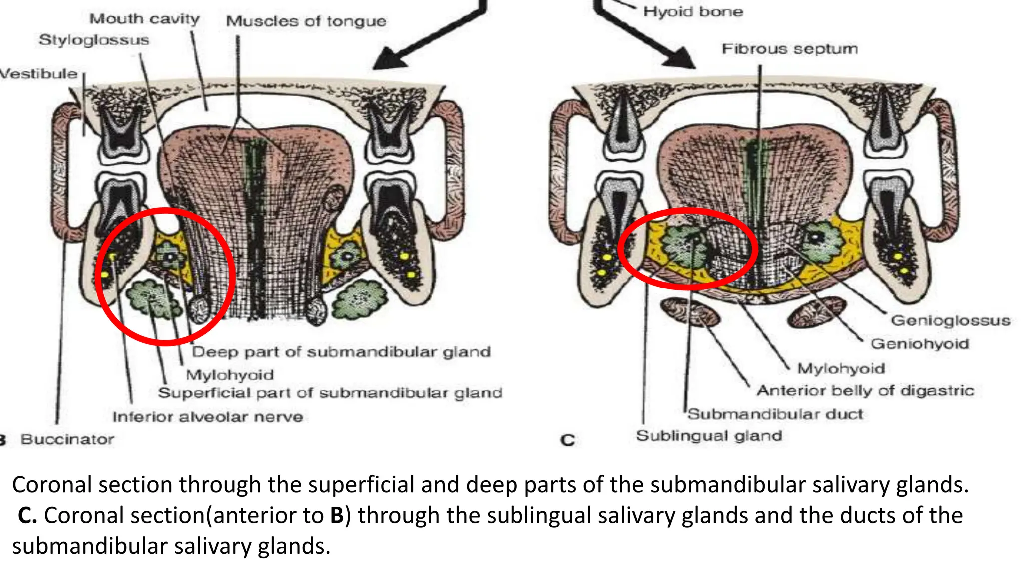 anatomy of the human Salivary Glands.pptx