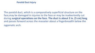anatomy of the human Salivary Glands.pptx
