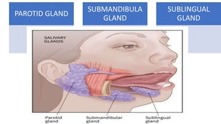 anatomy of the human Salivary Glands.pptx