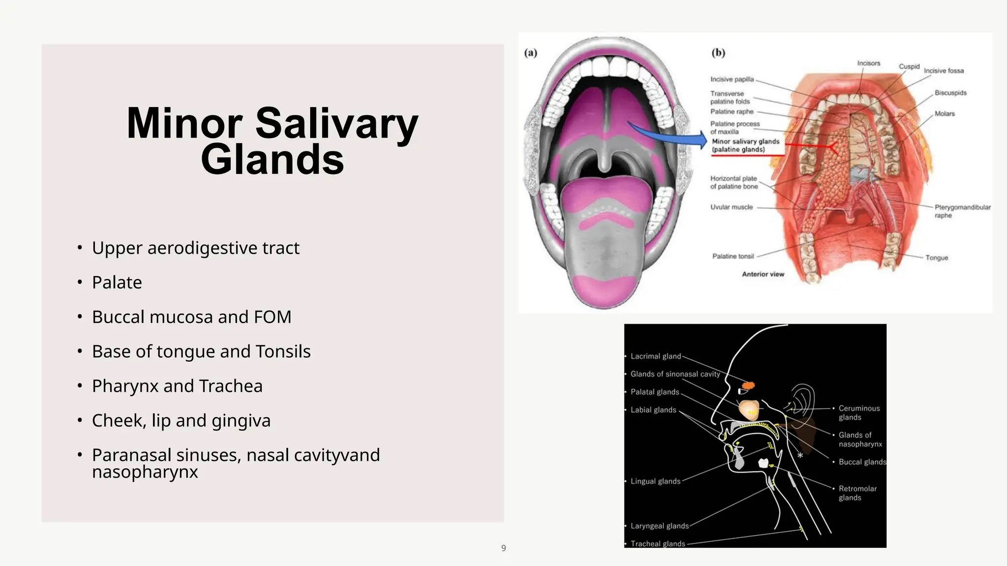 Salivary Glands Rad Onco Salivary Glands pptx