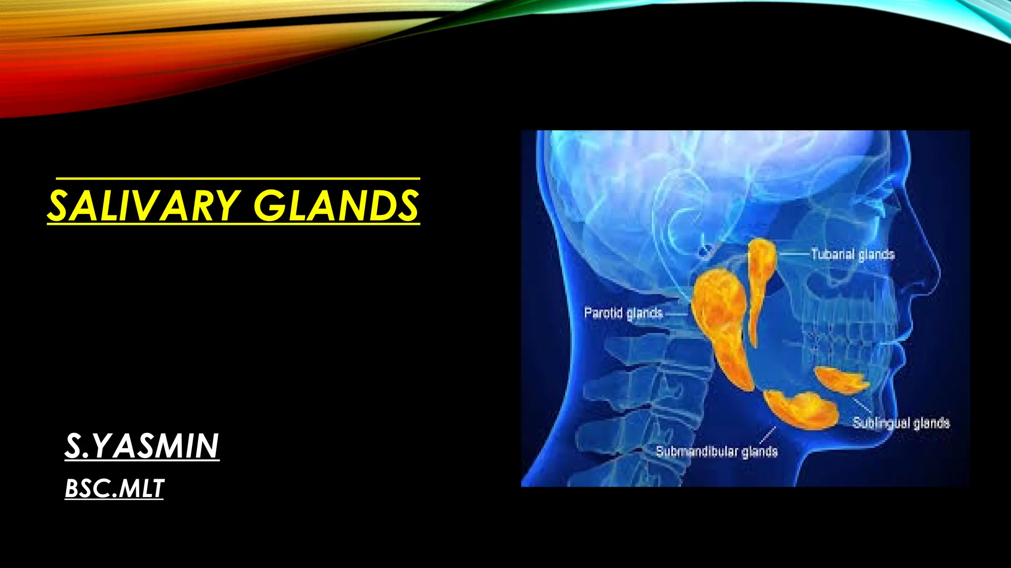 SALIVARY GLANDS.ppt .. slides salivary glands anatomy and physiology | PPTX