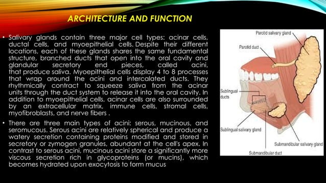 SALIVARY GLANDS.ppt .. slides salivary glands anatomy and physiology | PPTX