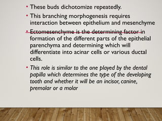 Salivary Glands Anatomy and Histology.ppt