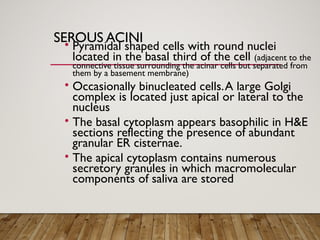 Salivary Glands Anatomy and Histology.ppt