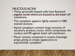 Salivary Glands Anatomy and Histology.ppt