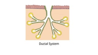 Salivary glands histology types and secretion | PPTX