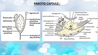 Surgical anatomy of Salivary glands - ORAL AND MAXILLOFACIAL SURGERY | PPTX