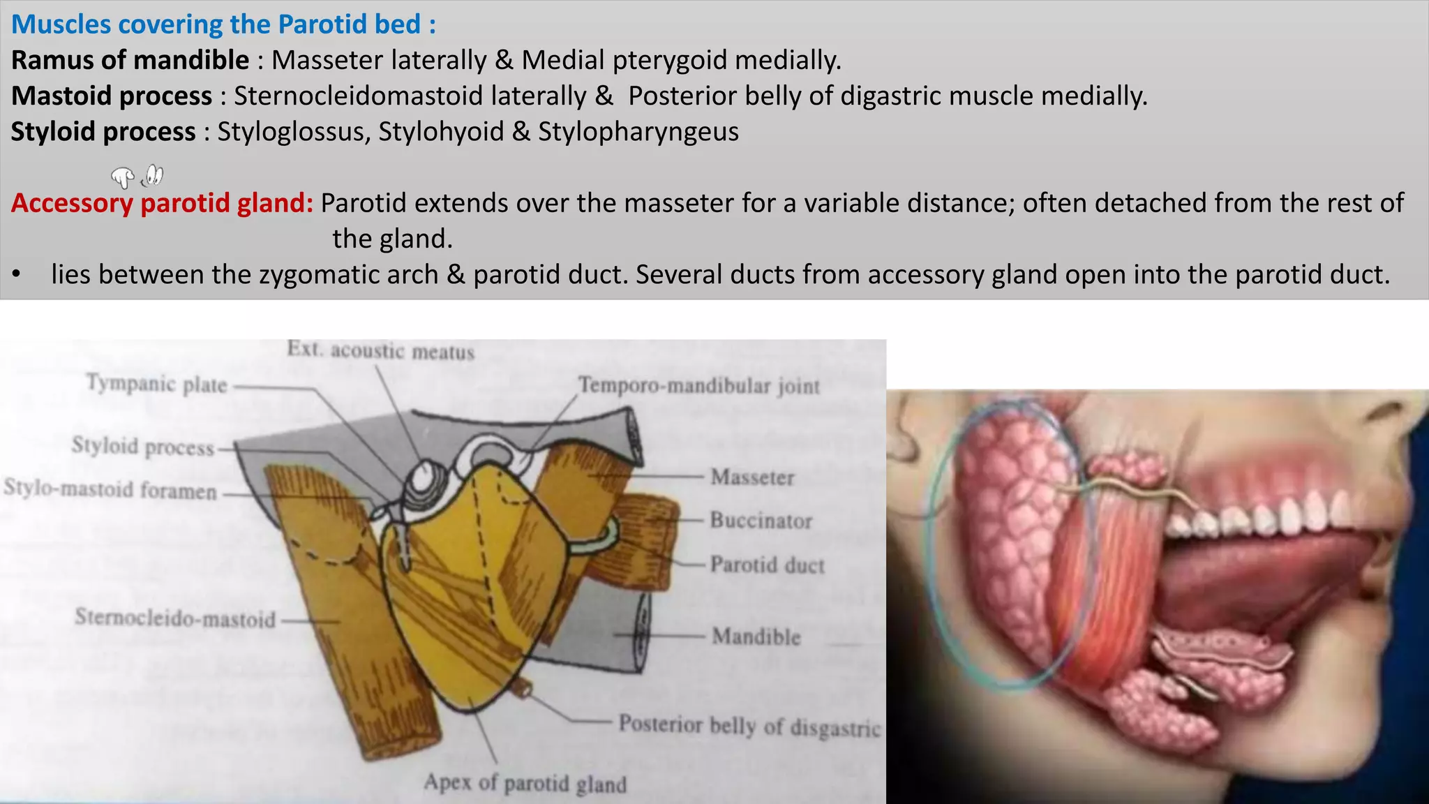 Salivary Glands | PPTX