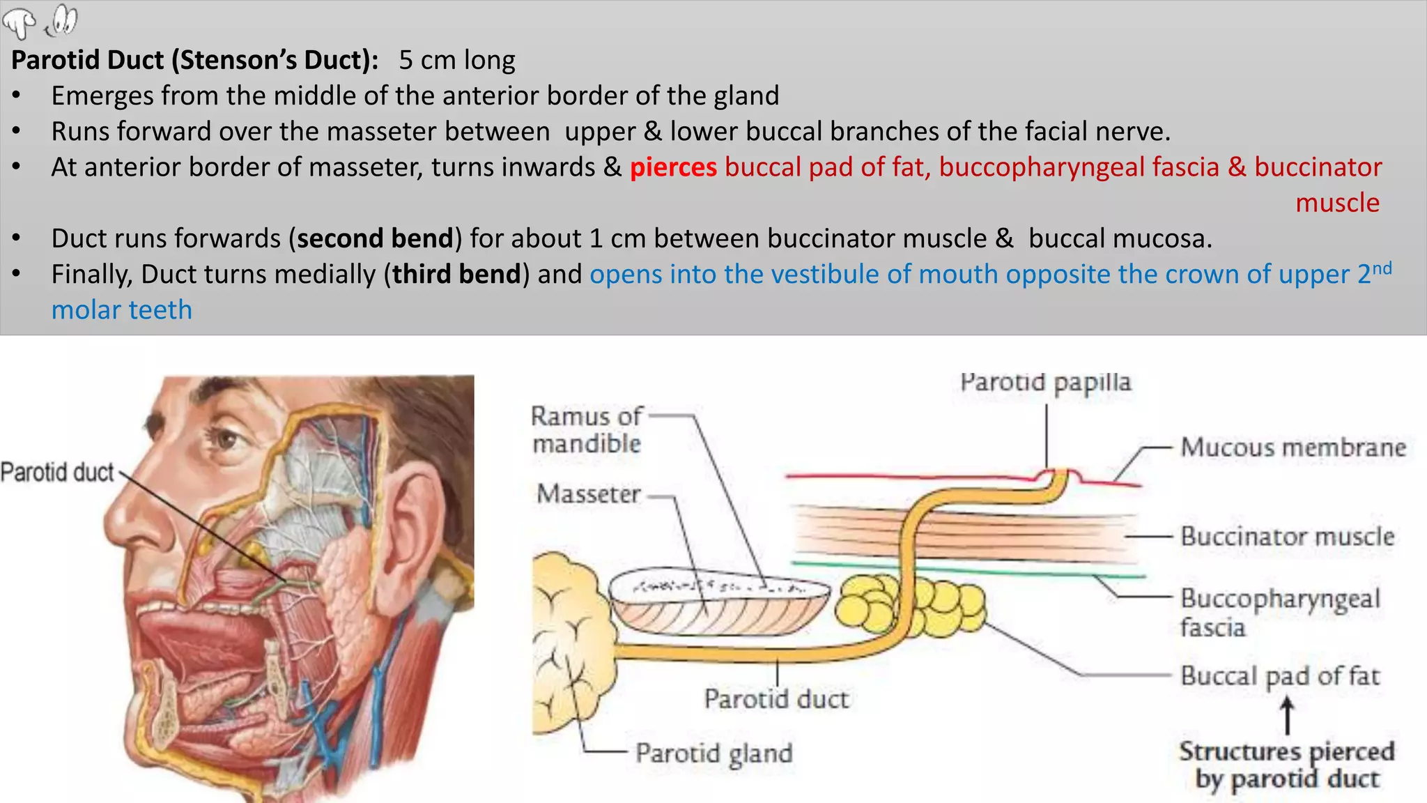 Salivary Glands | PPTX
