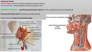 Salivary Glands | PPT