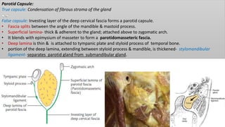 Salivary Glands | PPT