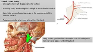 Salivary Glands | PPTX