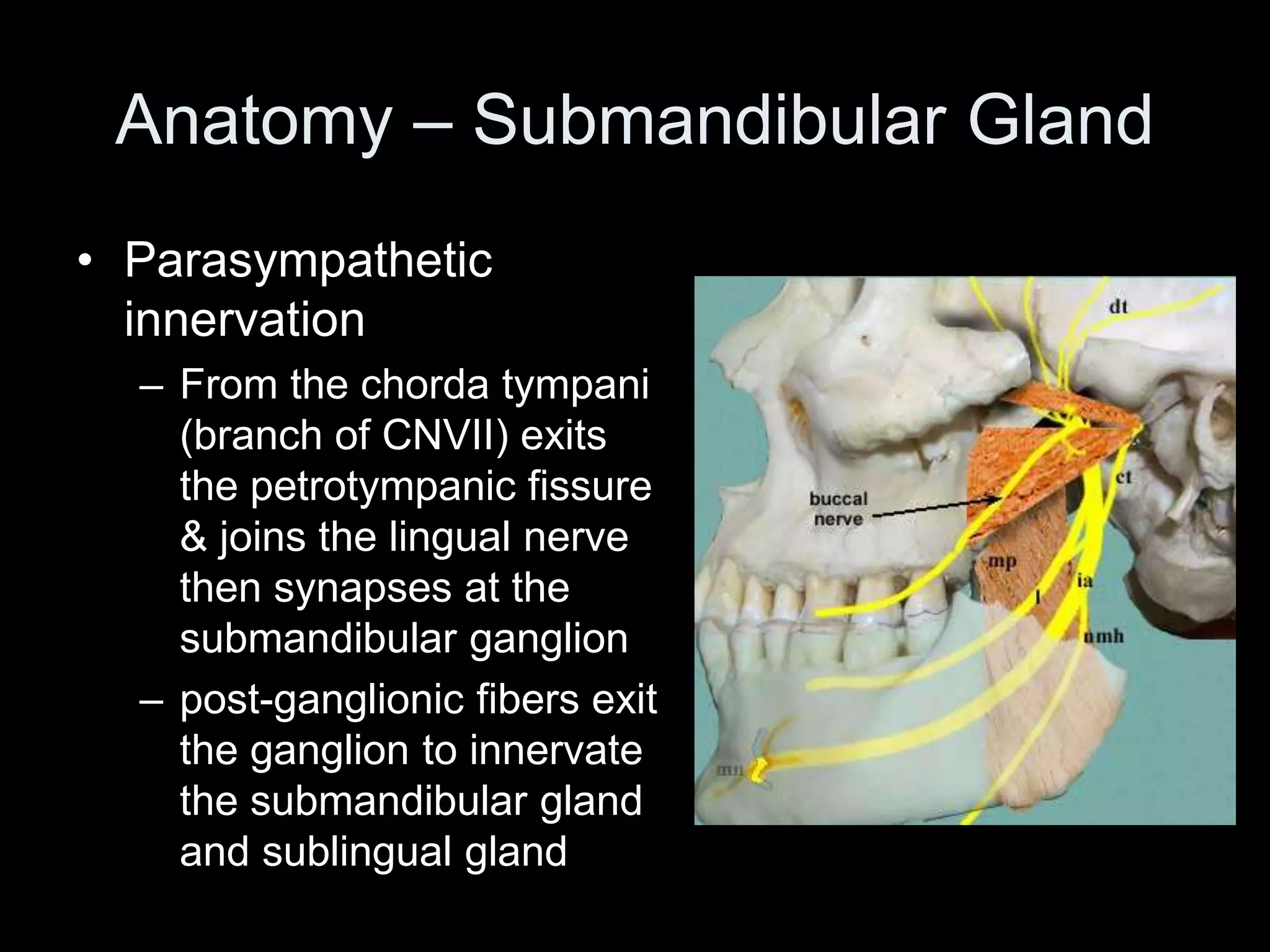 salivary glands-csu.ppt