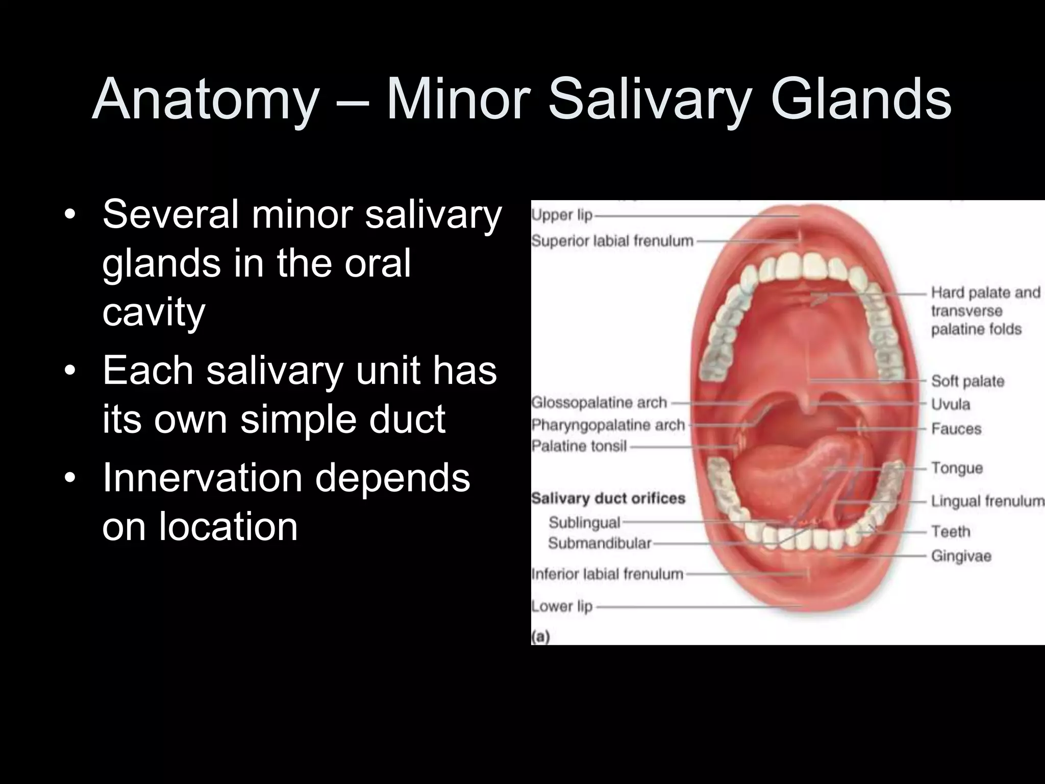 salivary glands-csu.ppt