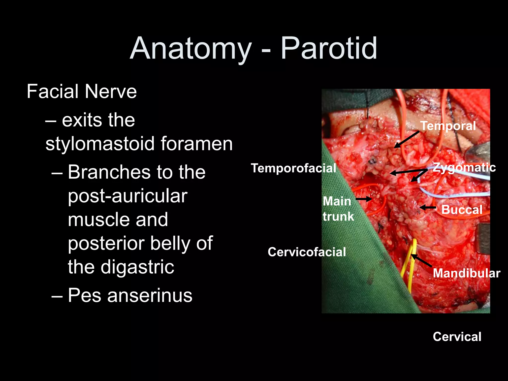 salivary glands-csu.ppt