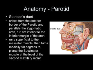 salivary glands-csu.ppt