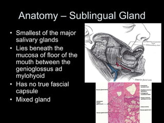 salivary glands-csu.ppt