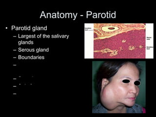 salivary glands-csu.ppt
