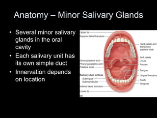 salivary glands-csu.ppt