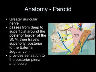 salivary glands-csu.ppt