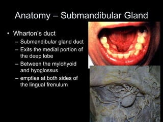 salivary glands-csu.ppt