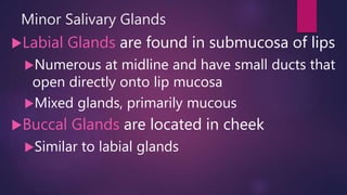 Salivary Glands and Lymphatic System | PPTX