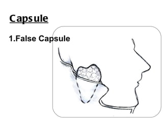 Salivary glands 0 | PPT