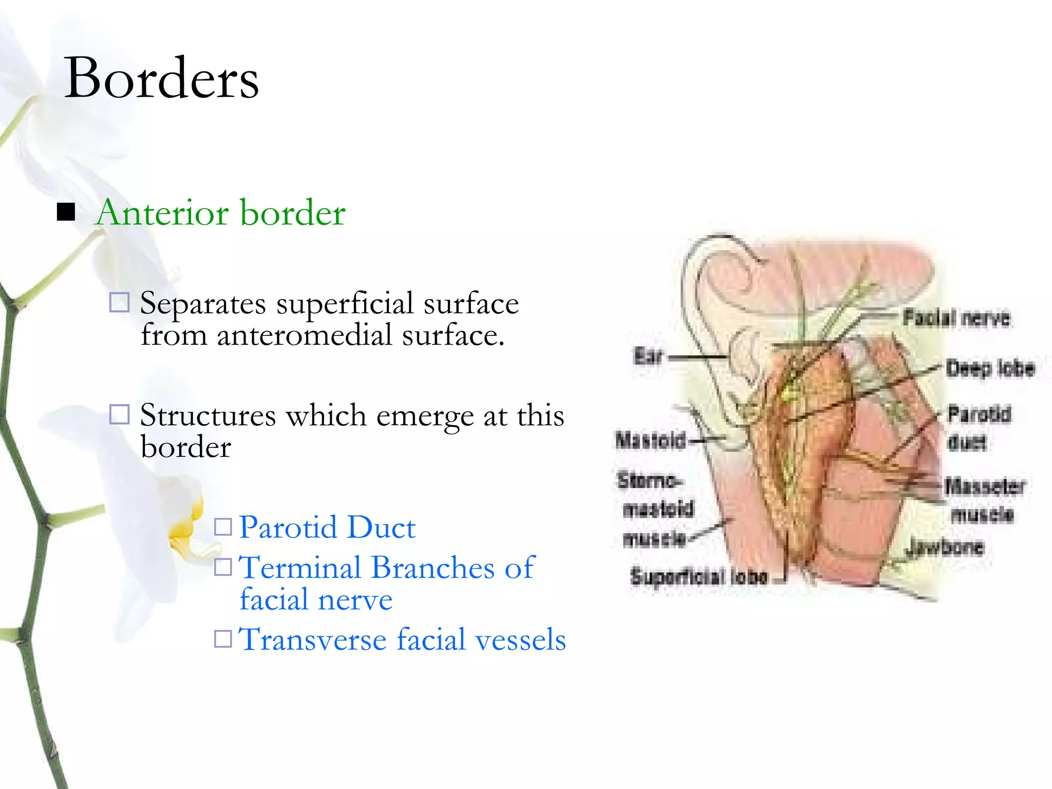 Salivary glands 1.pdf