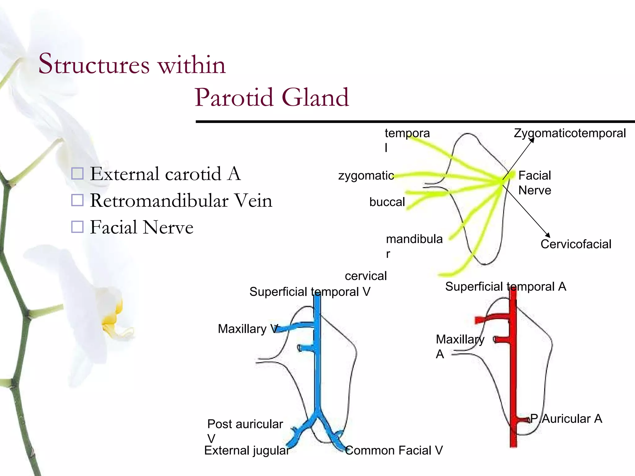 Salivary glands 1.pdf