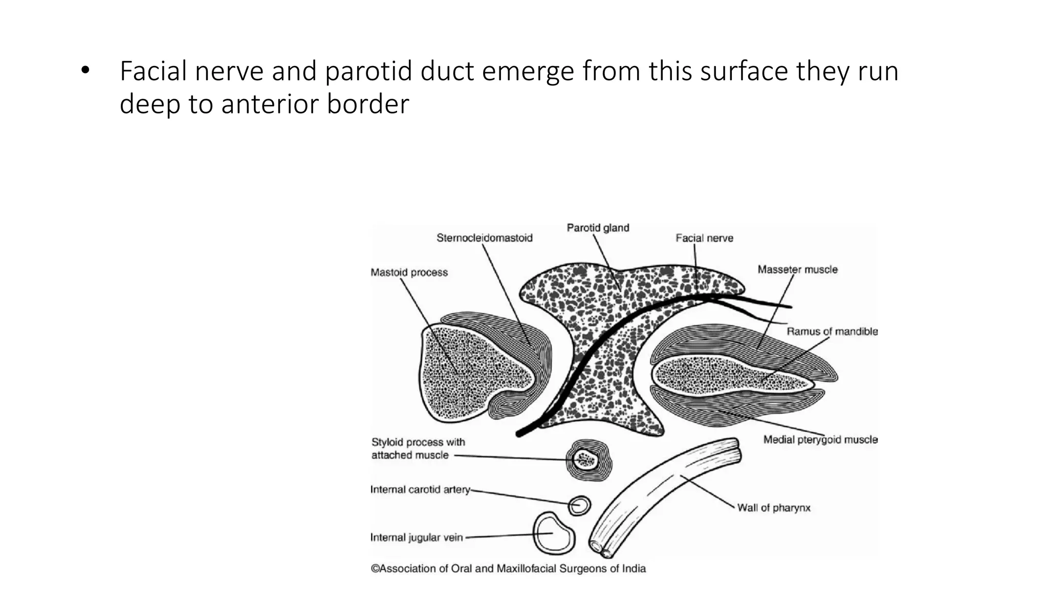 Parotid Salivary glands .pptx
