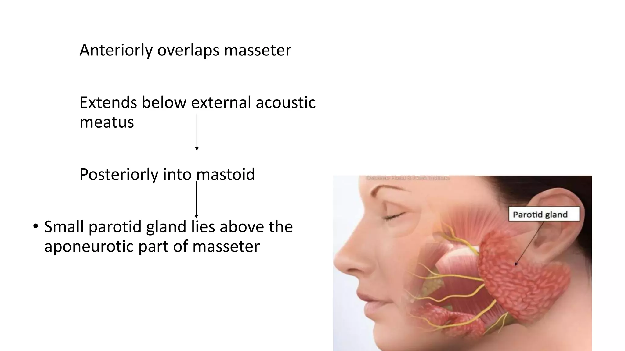 Parotid Salivary glands .pptx