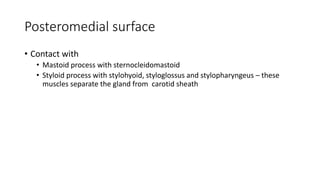 Parotid Salivary glands .pptx
