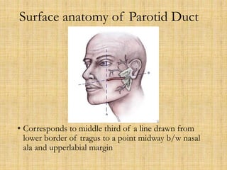Parotid Duct Surface Marking