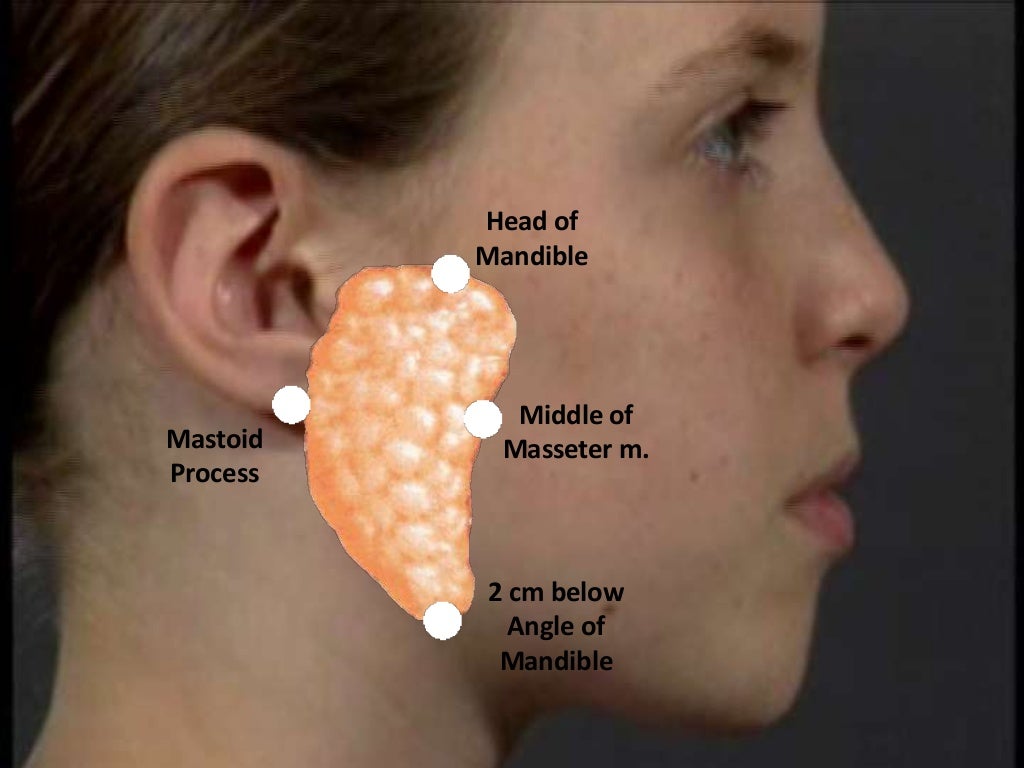 Salivary Glands Anatomy Applied Aspects 140608050047 phpapp01 Salivary Glands Anatomy Applied Aspects 140608050047 phpapp01