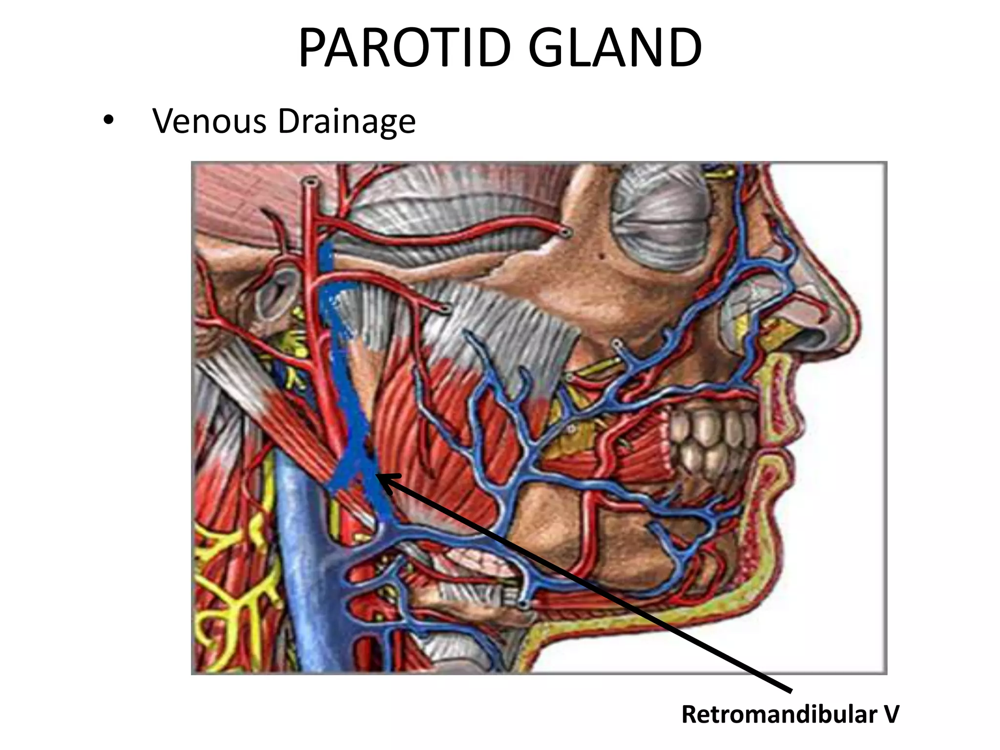 Salivary glands anatomy clinical features and diseases management | PPTX