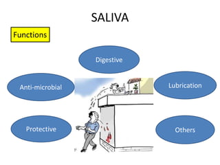 Salivary glands anatomy clinical features and diseases management | PPTX