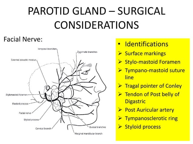 Salivary glands anatomy clinical features and diseases management | PPT