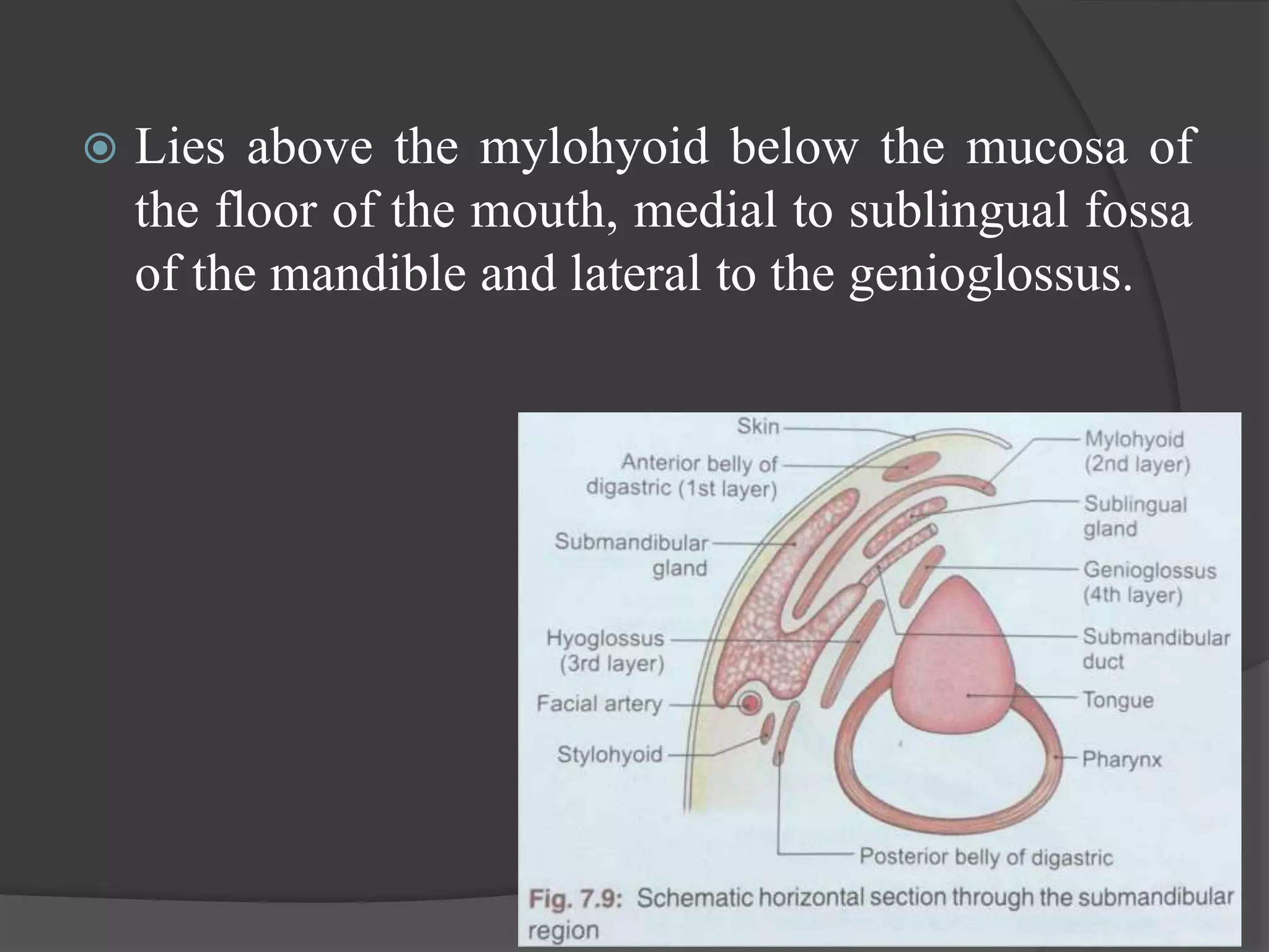 Salivary glands and saliva | PPTX