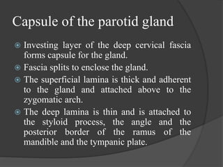 Salivary glands and saliva | PPTX