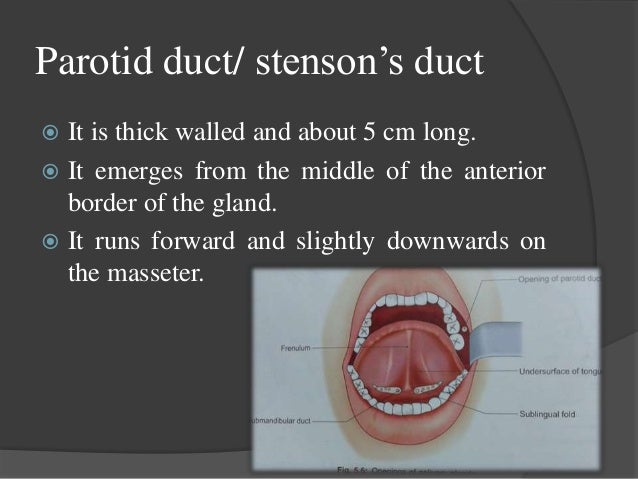 Salivary glands and saliva