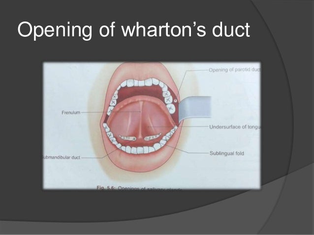 Salivary glands and saliva