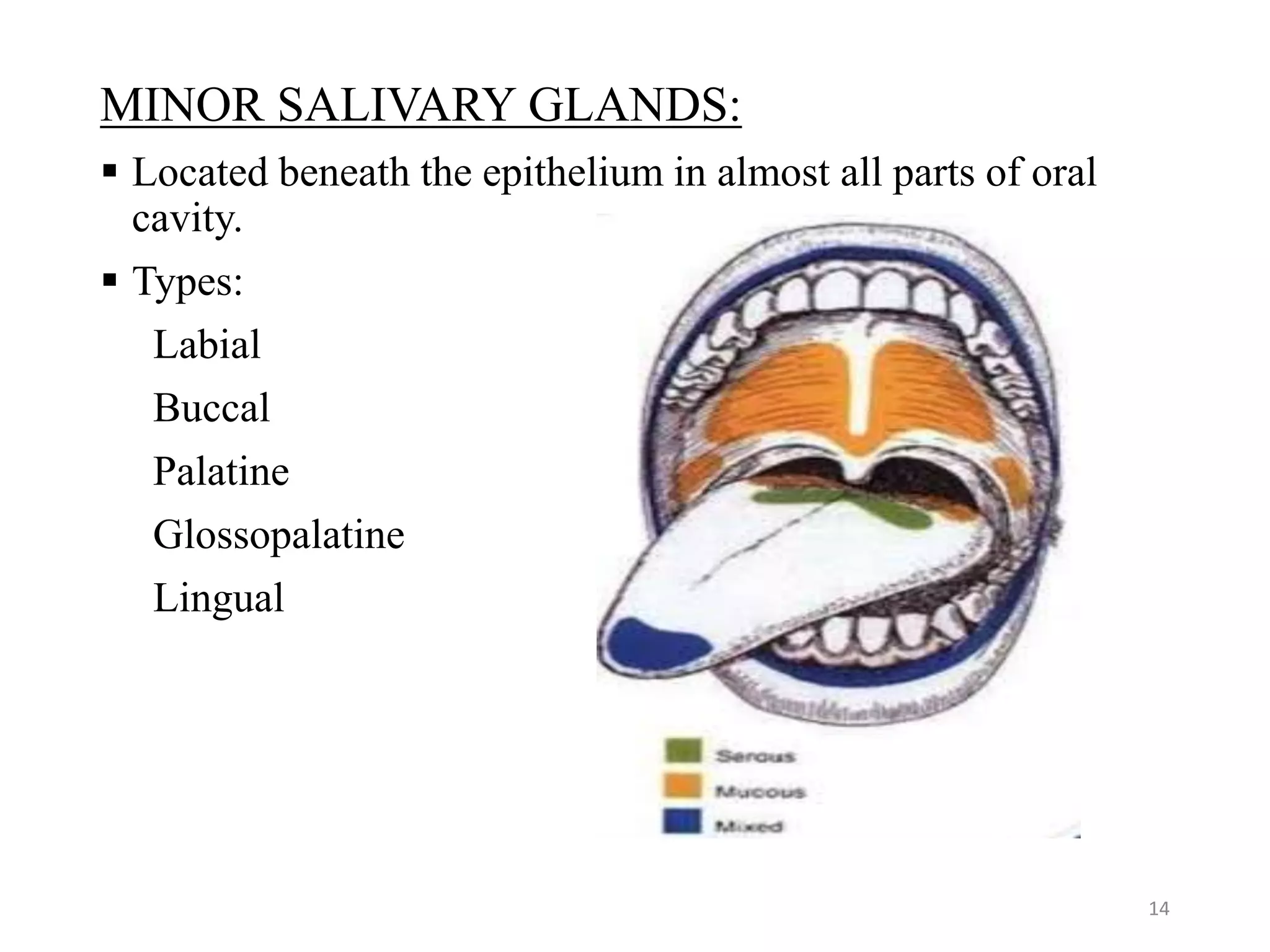 SALIVARY GLANDS AND SALIVA.pptx